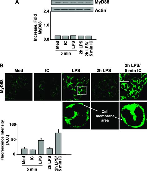 Effects Of Anti Il 8il 8 Immune Complexes And Lps On Expression And