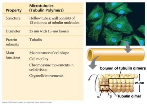 Biol 1107k Ch 6 Flashcards Quizlet