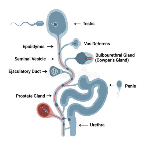 Male Reproductive System Labeled Parts Include The Testis Epididymis