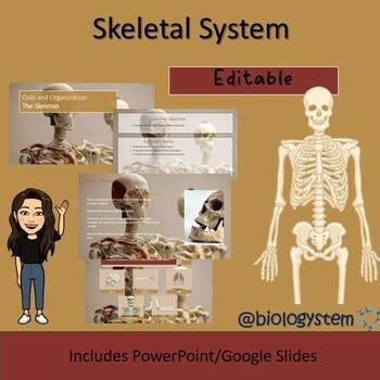 Skeletal System Lesson PowerPoint By Biologystem TPT