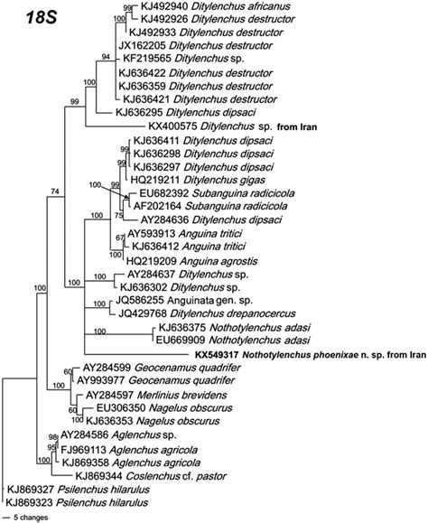 bayesian consensus tree inferred from 18s under gtr i g model 2lnl