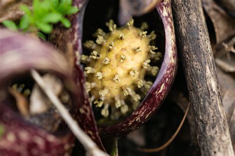 Early Plants Skunk Cabbage Huron Clinton Metroparks