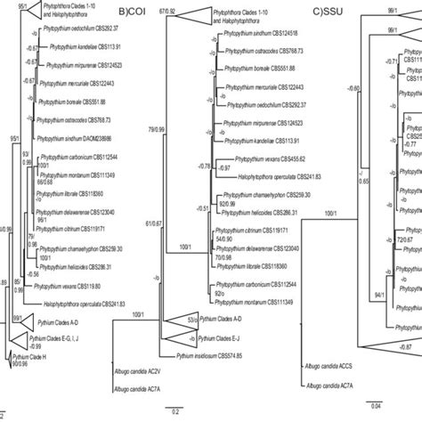 Sporangia Of Phytopythium Species A P Sindhum Four Stages Of Download Scientific Diagram