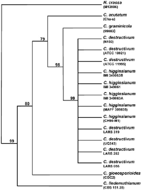 Parsimony Consensus Tree Prepared Using Phylip Software Based On