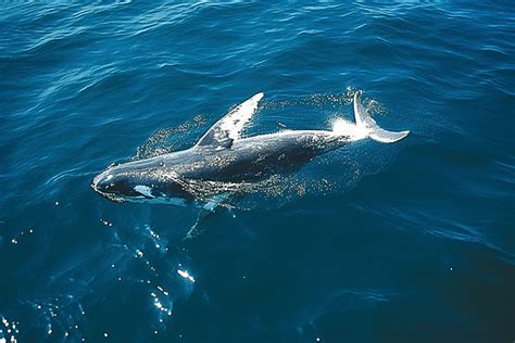 고래 일러스트 파란색 고래 바다 수채화 고래 Png 일러스트 및 Psd 이미지 무료 다운로드 Pngtree