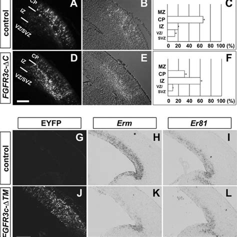 Disruption Of Proper Radial Migration Of Cortical Neurons By Download Scientific Diagram