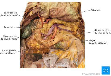 Duodénum Anatomie Histologie Structure Fonctions Kenhub
