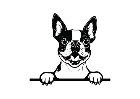 Peeking Boston Terrier Svg Peeking Boston Terrier Clipart Peeking