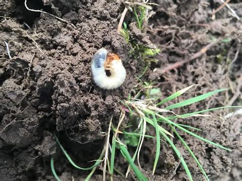 Best Time To Apply Grub Control Expert Recommendations