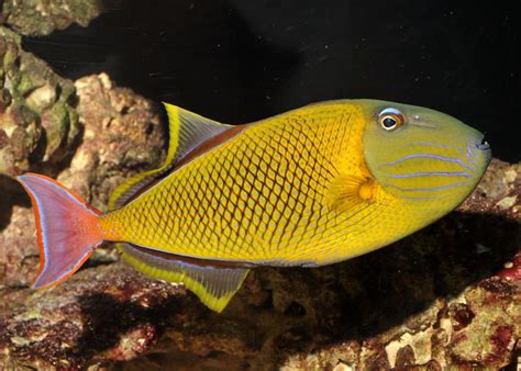 Crosshatch Triggerfish