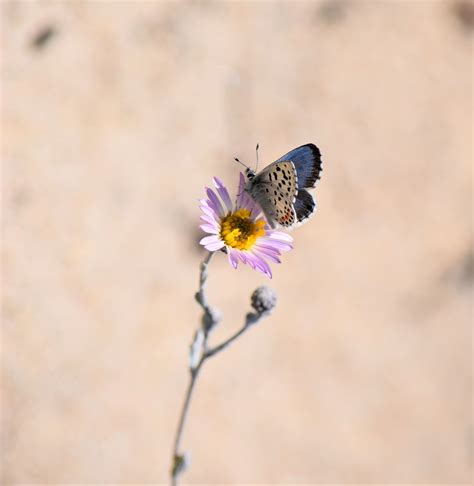 Smiths Blue Butterfly 