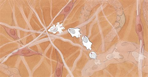 La Vie Héroïque Des Cellules Dendritiques Planet Vie