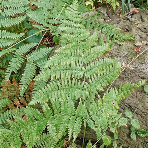 Bracken Fern Spores