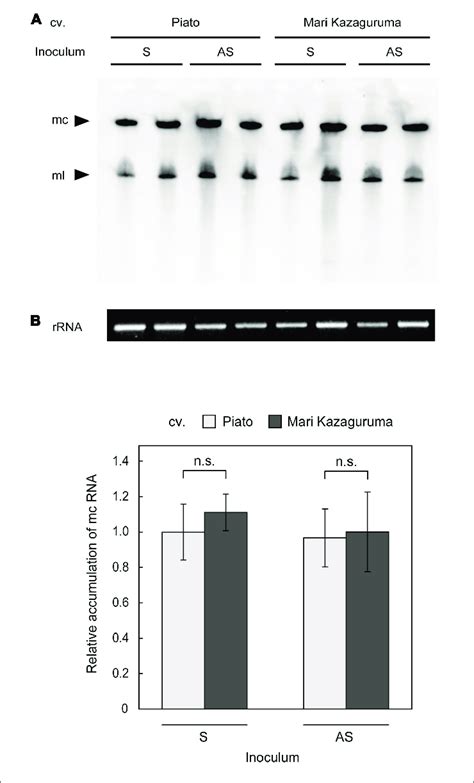 Detection Of Csvd In Agro Infiltrated Leaves Of Piato And Mari