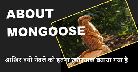 Interesting Facts About Mongoose Interesting Facts About Mongoose