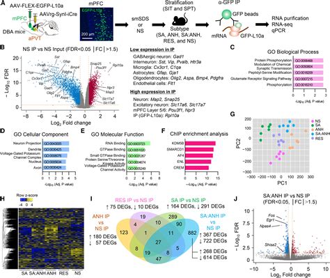 Discrete Prefrontal Neuronal Circuits Determine Repeated Stress Induced Behavioral Phenotypes In