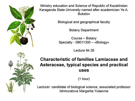 Characteristic Of Families Lamiaceae And Asteraceae Typical Species