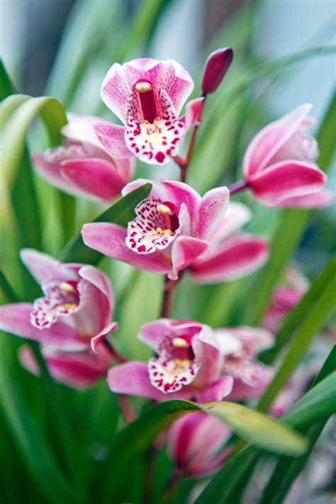 Most Beautiful Types Of Orchids At Glen Kyser Blog