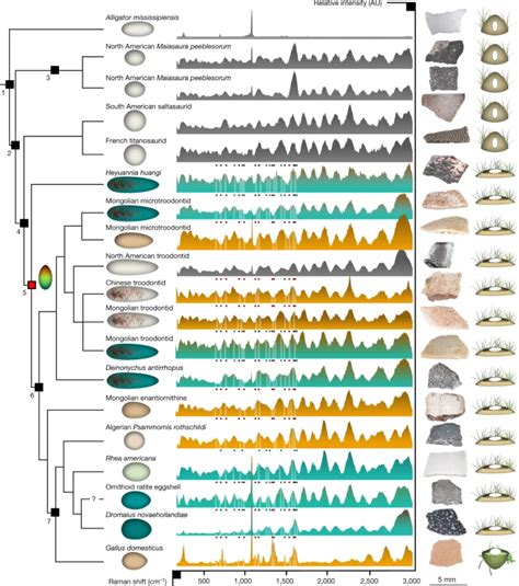 Deinonychus Egg Colour Questions And Answers The Fossil Forum