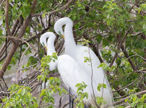 Great Egret Nesting Pair Birdforum