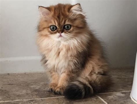 27 Of The Cutest Kitten Photos In Existence