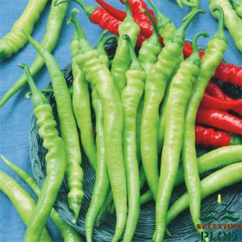 Feferoni Slatki Trgovina Plod