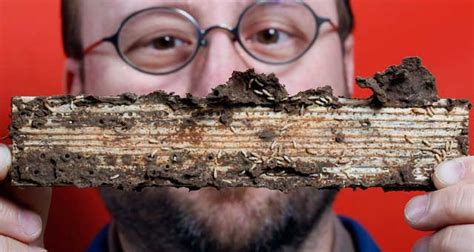 Termite Digestive System Biomimicry Could Lead To Biofuel Production Robaid