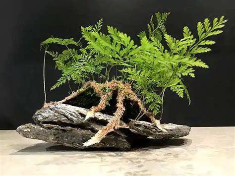 만지면 폭발하는 괭이밥 씨방의 정체… 토끼풀 클로버 과 차이점은 Botanical House