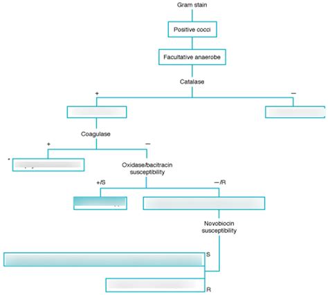 Micrococcaceae Identification Chart Diagram Quizlet