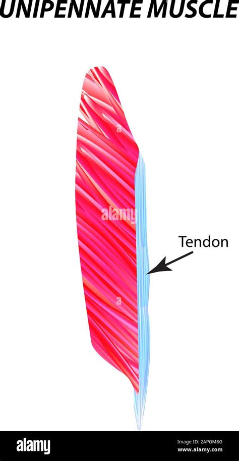 Unipennate Muscle