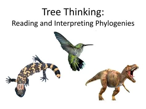 Ppt Tree Thinking Reading And Interpreting Phylogenies Powerpoint Presentation Id 5669767