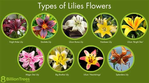 35 Types Of Lilies Flowers How To Identify Lily Flowers By Shape
