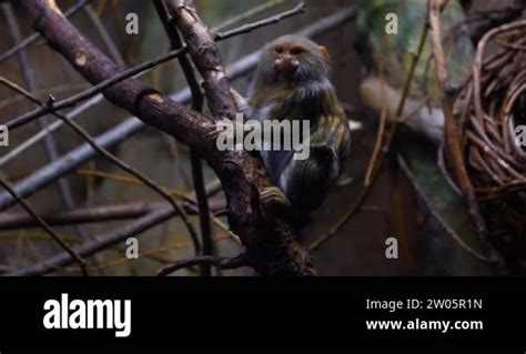 Dwarf Monkeys Stock Videos And Footage Hd And 4k Video Clips Alamy