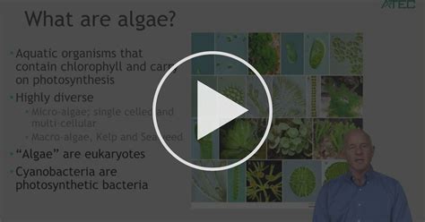 What Are Algae Algae Basics Coursera