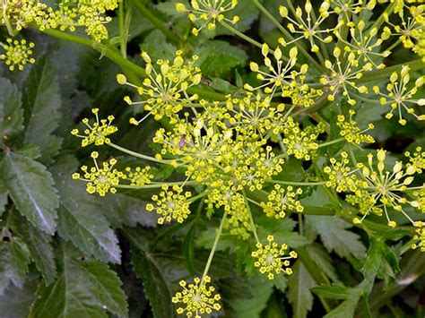 Fliespredatory And Parasitic