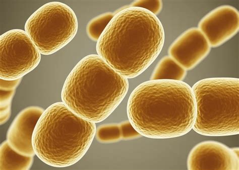 Spherical Bacteria Are They Friend Or Foe Find Out Now