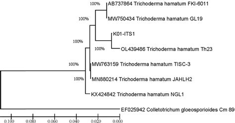 Figure 4 From Natural Product Nano ﬁ Bers Derived From Trichoderma Hamatum K01 To Control Citrus