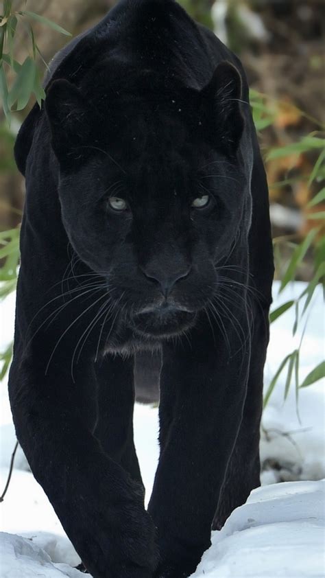 🔥 10 Black Jaguar Hd Mobile Wallpapers Wallpapersafari