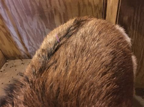 Goat Horn Nerve Block At Elias Hull Blog