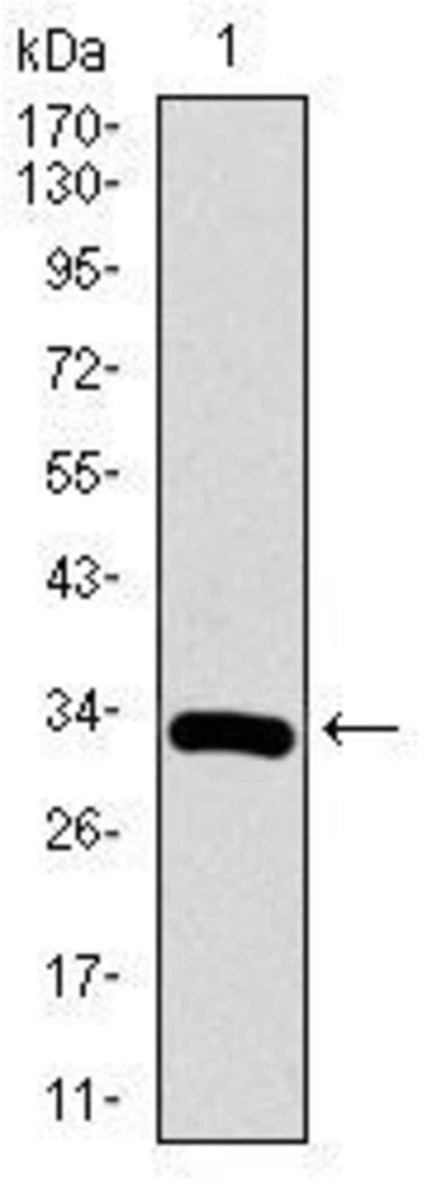 Runx3 Monoclonal Antibody 2b3 Invitrogen 100 μg Unconjugated