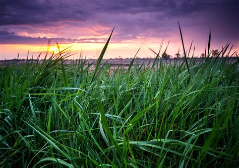 Finn Line Grass Photograph By Cale Best Fine Art America