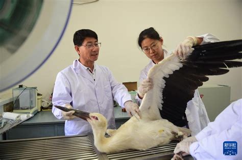 ဟိုပေပြည်နယ် ချမ်းကျိုးမြို့သည် ရွှေ့ပြောင်းငှက်များကို အားကောင်းစွာ ကယ်ဆယ်