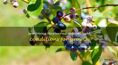 Sun Loving Blueberries Optimal Light Conditions For Growth Shuncy