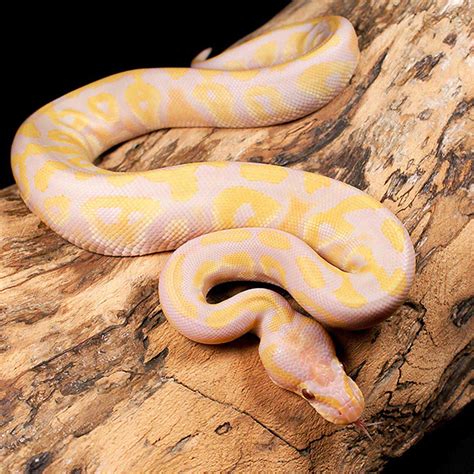 Ball Python Care Sheet Serpentia Pet Supplies