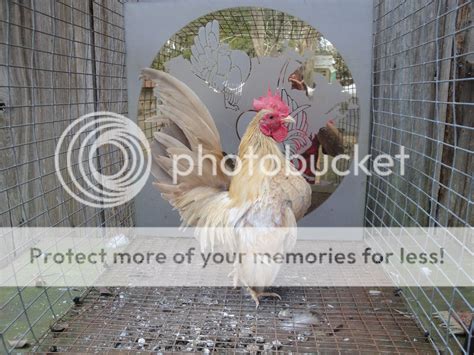 American Serama Cockerel 8 Mo Honey Mustard New Color For 2010