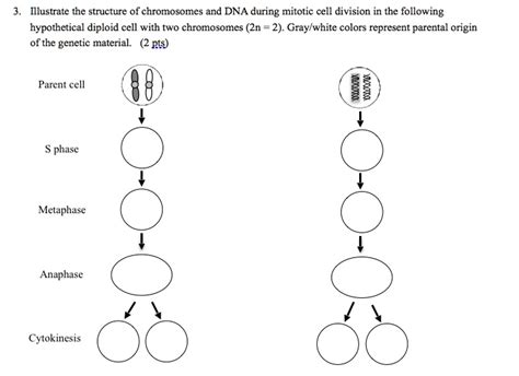 Solved Illustrate The Structure Of Chromosomes And Dna During