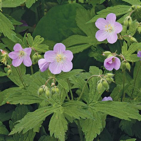 Geranium Maculatum Wild Geranium