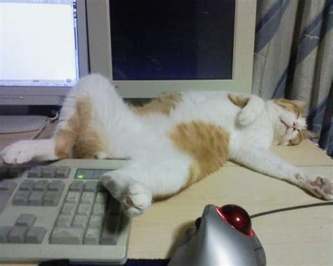 Sleeping Office Cat Blank Template Imgflip