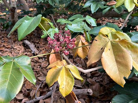 Sterculia Apetala Introduced Eflora Of India