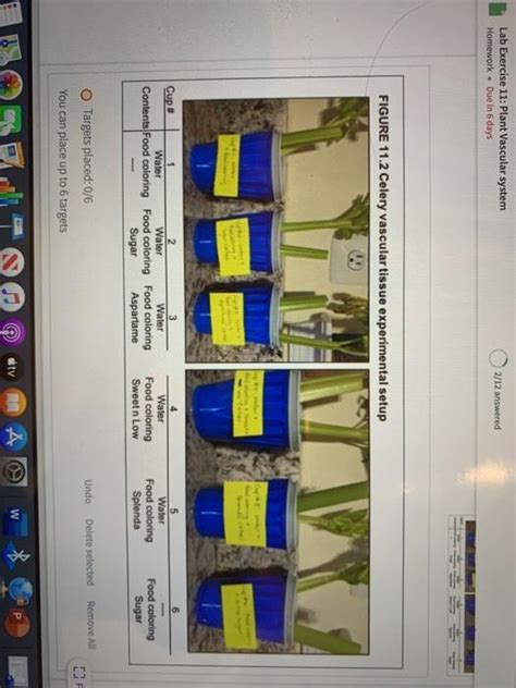 Solved Ab Exercise Plant Vascular System Omework Due In Chegg Com